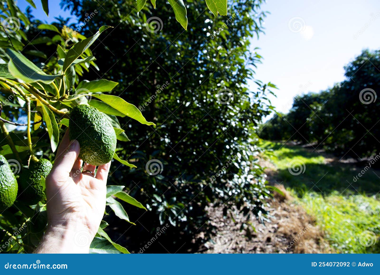Organic Avocado Plantation stock photo. Image of field - 254072092
