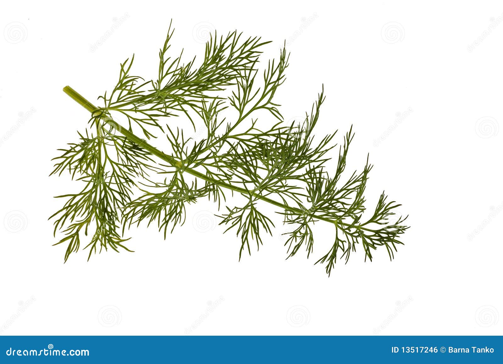 Organic baby dill stock photo. Image of natural, taste - 13517246