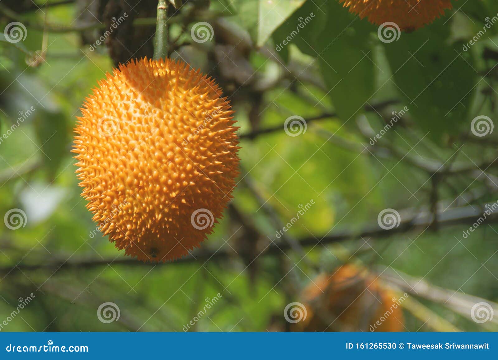 Organic Baby Jackfruit, Gac Fruit on Its Tree Stock Photo - Image of ...