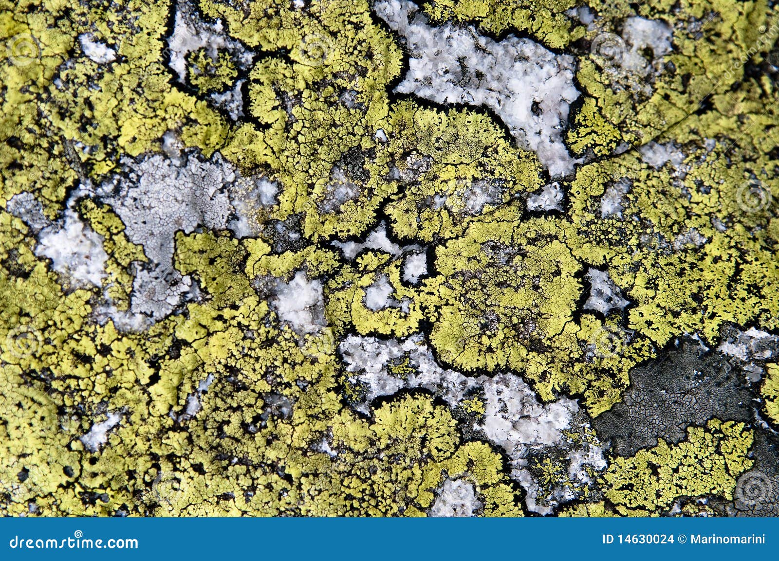 Organic background stock photo. Image of natural, design - 14630024