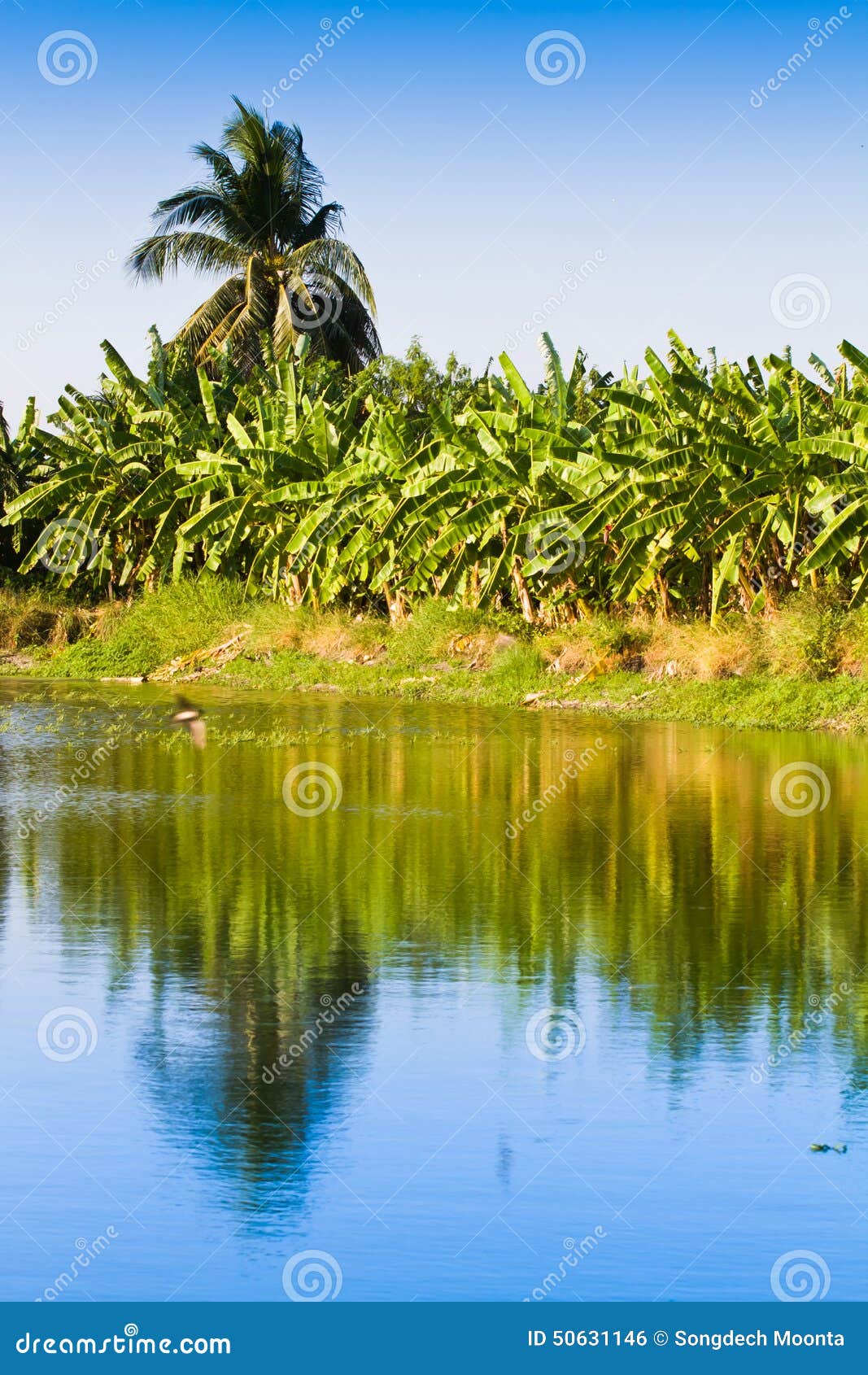 Organic banana garden stock photo. Image of natural, coconut - 50631146