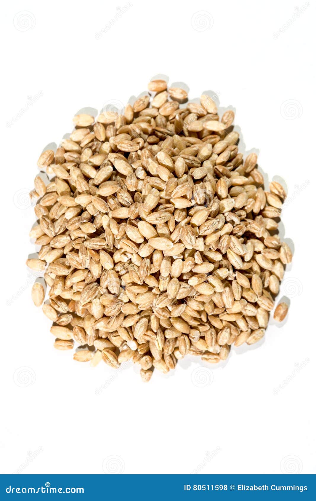Organic barley grains stock photo. Image of ingredients - 80511598