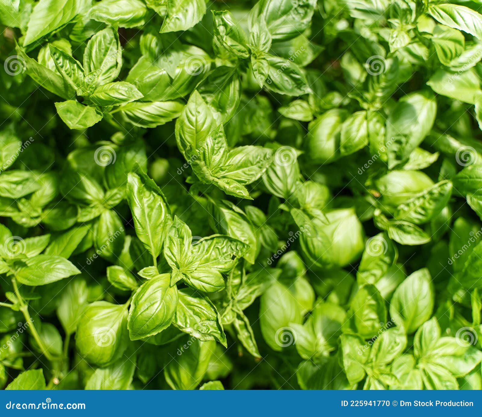 Organic basil bushes stock photo. Image of farming, fresh - 225941770