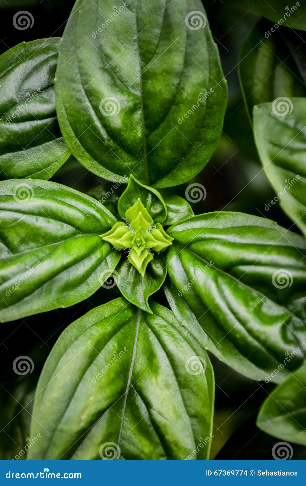 Organic Basil stock photo. Image of basil, eating, healthy - 67369774