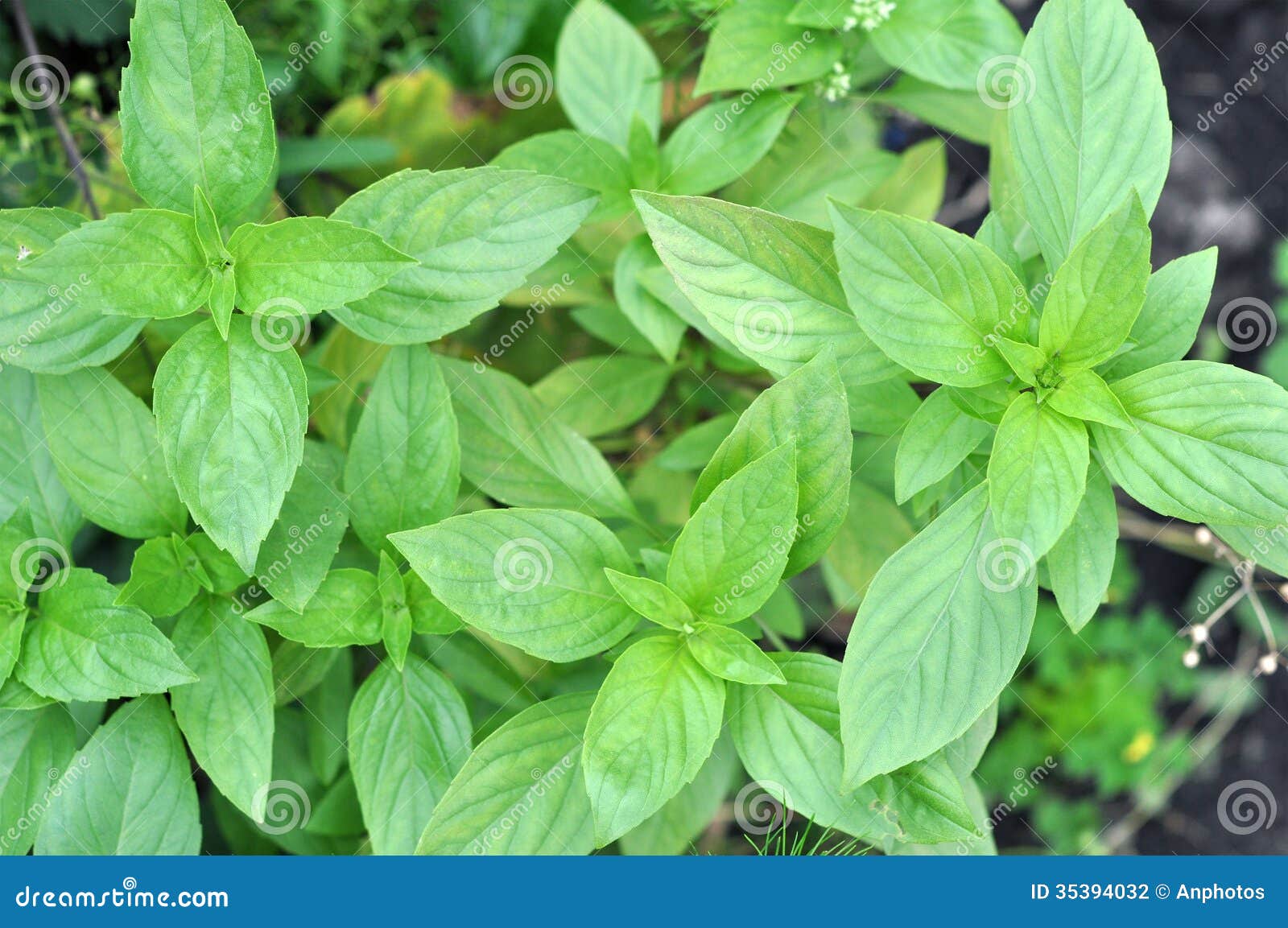 Organic basil trees stock photo. Image of summer, organic - 35394032