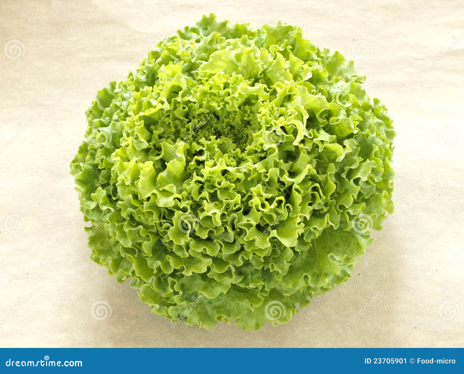 Organic batavia stock image. Image of vegetable, focus - 23705901