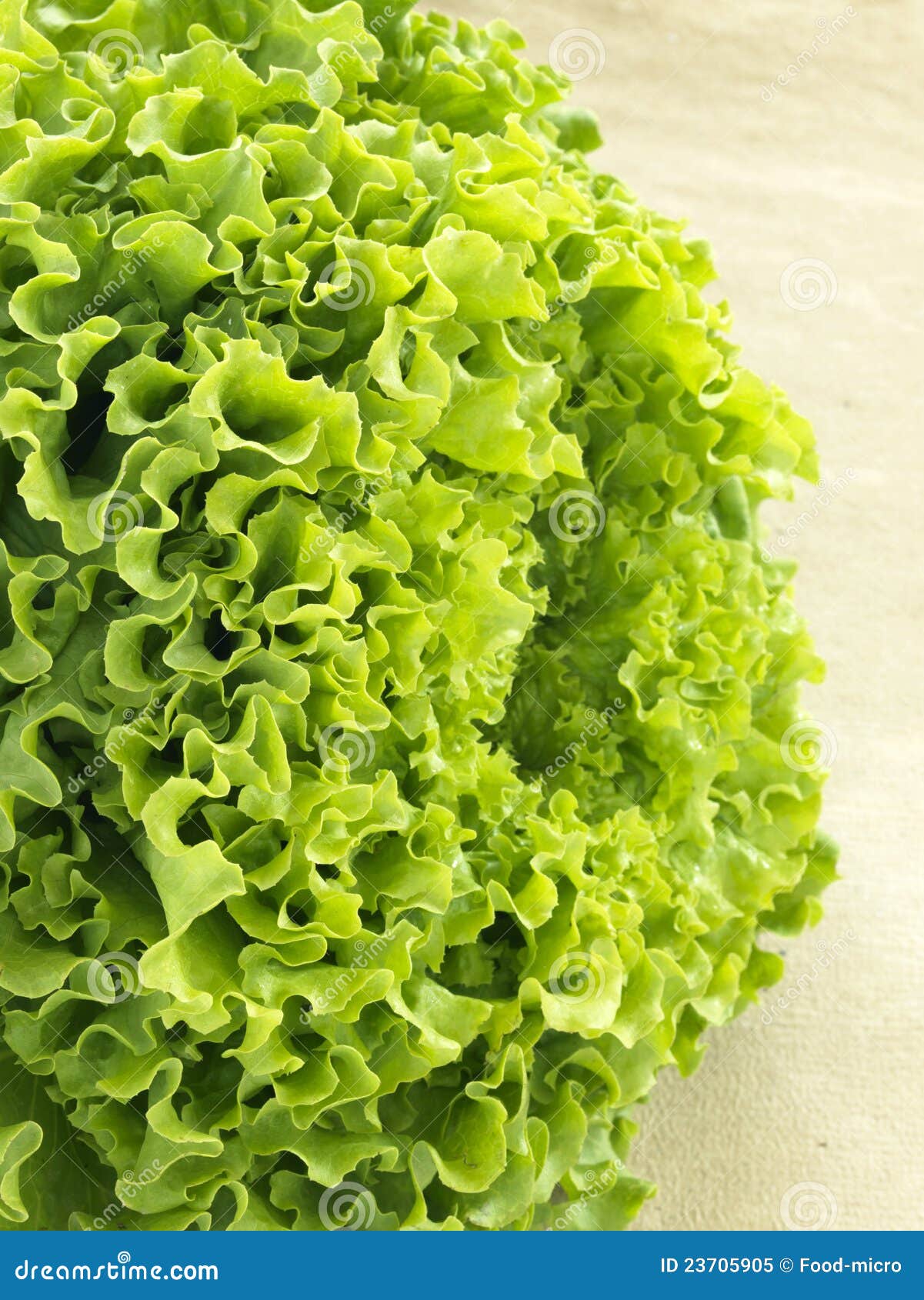 Organic batavia stock image. Image of ingredient, organic - 23705905