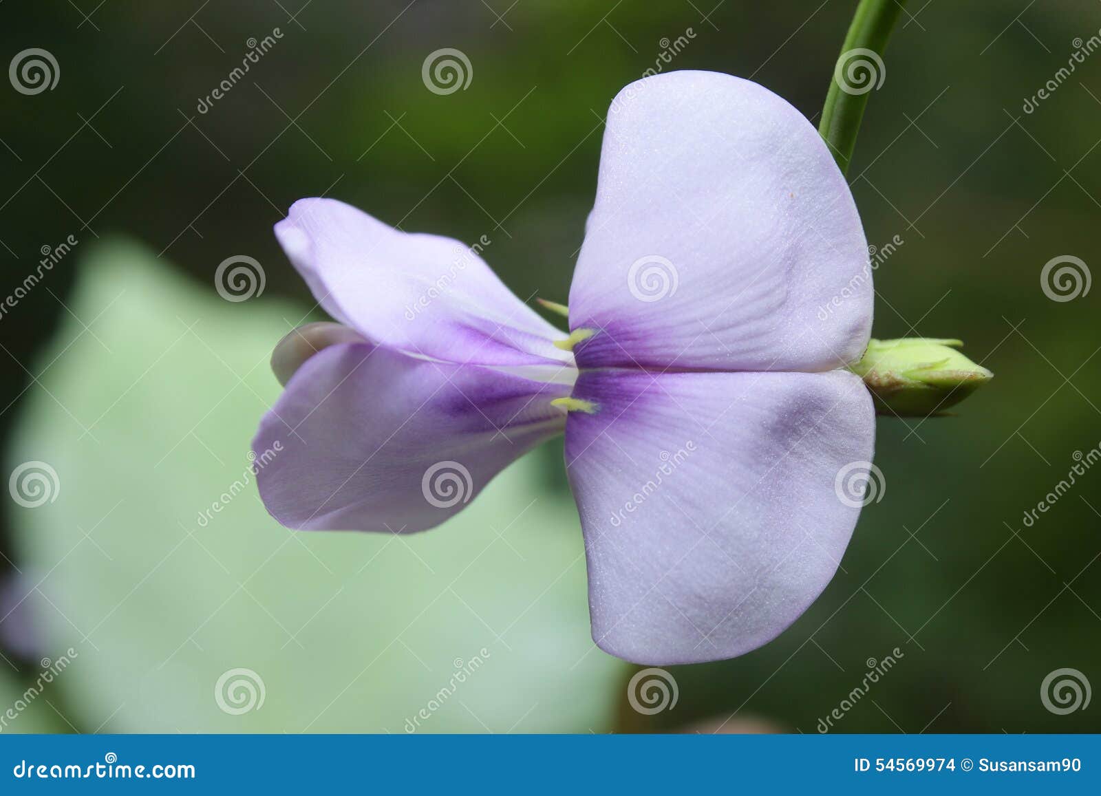 ORGANIC bean flower. stock photo. Image of floral, blossom - 54569974