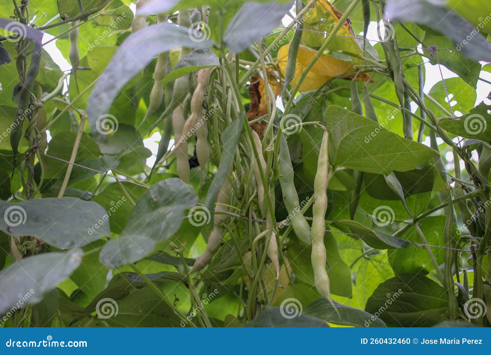 Organic Beans Grown in a Valley Stock Photo - Image of food, vegetable ...