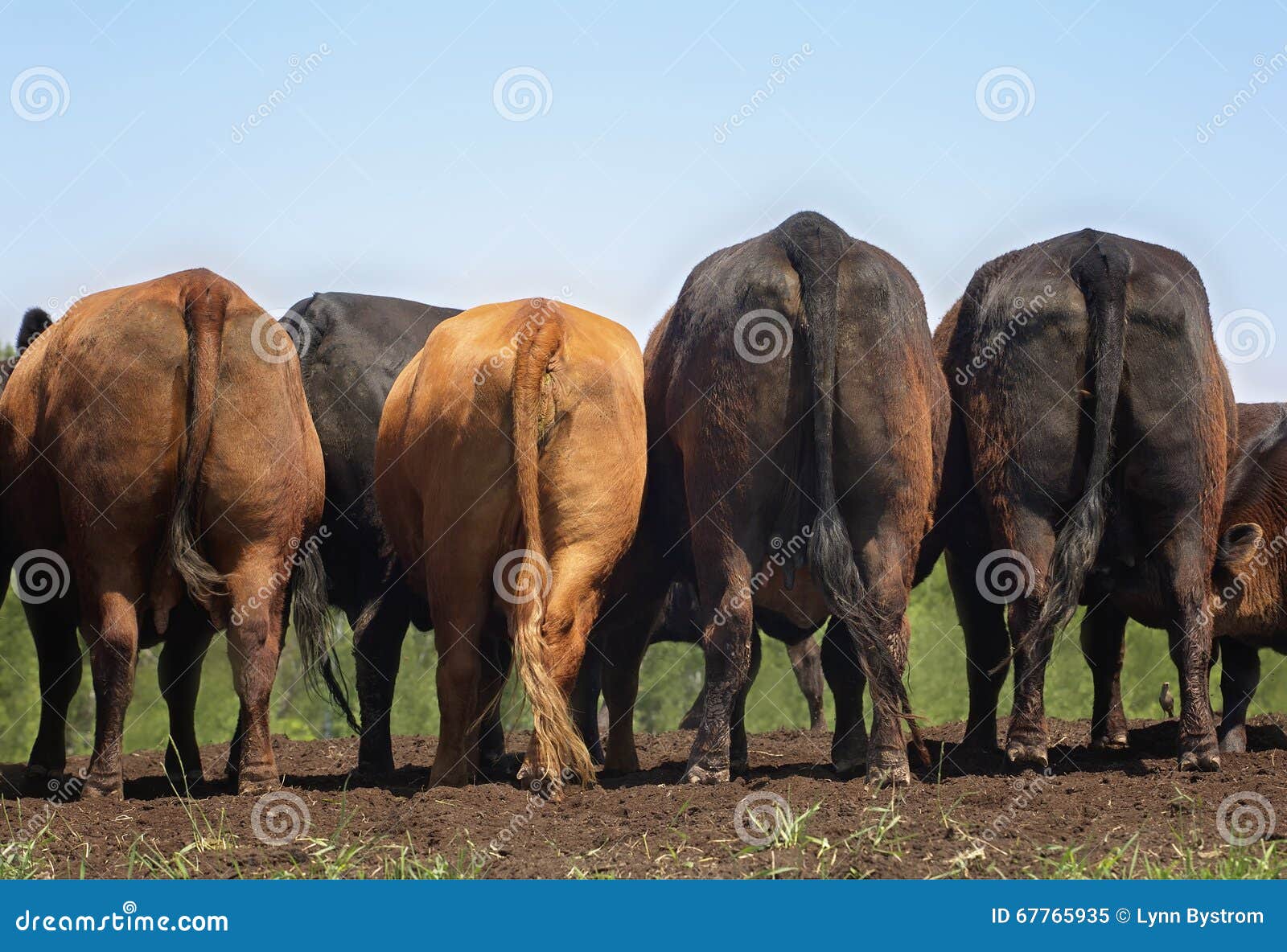 Organic beef cows stock image. Image of agriculture, grass - 67765935