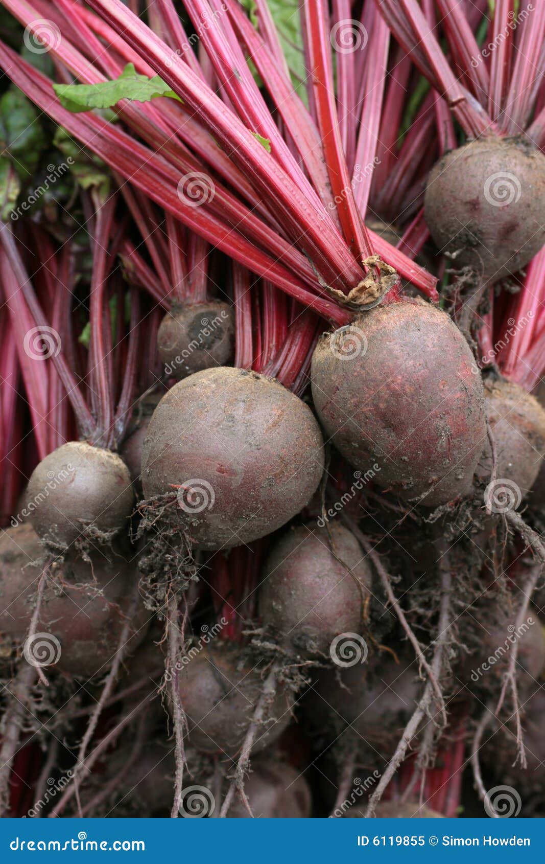 Organic Beetroot stock image. Image of juicy, closeup - 6119855
