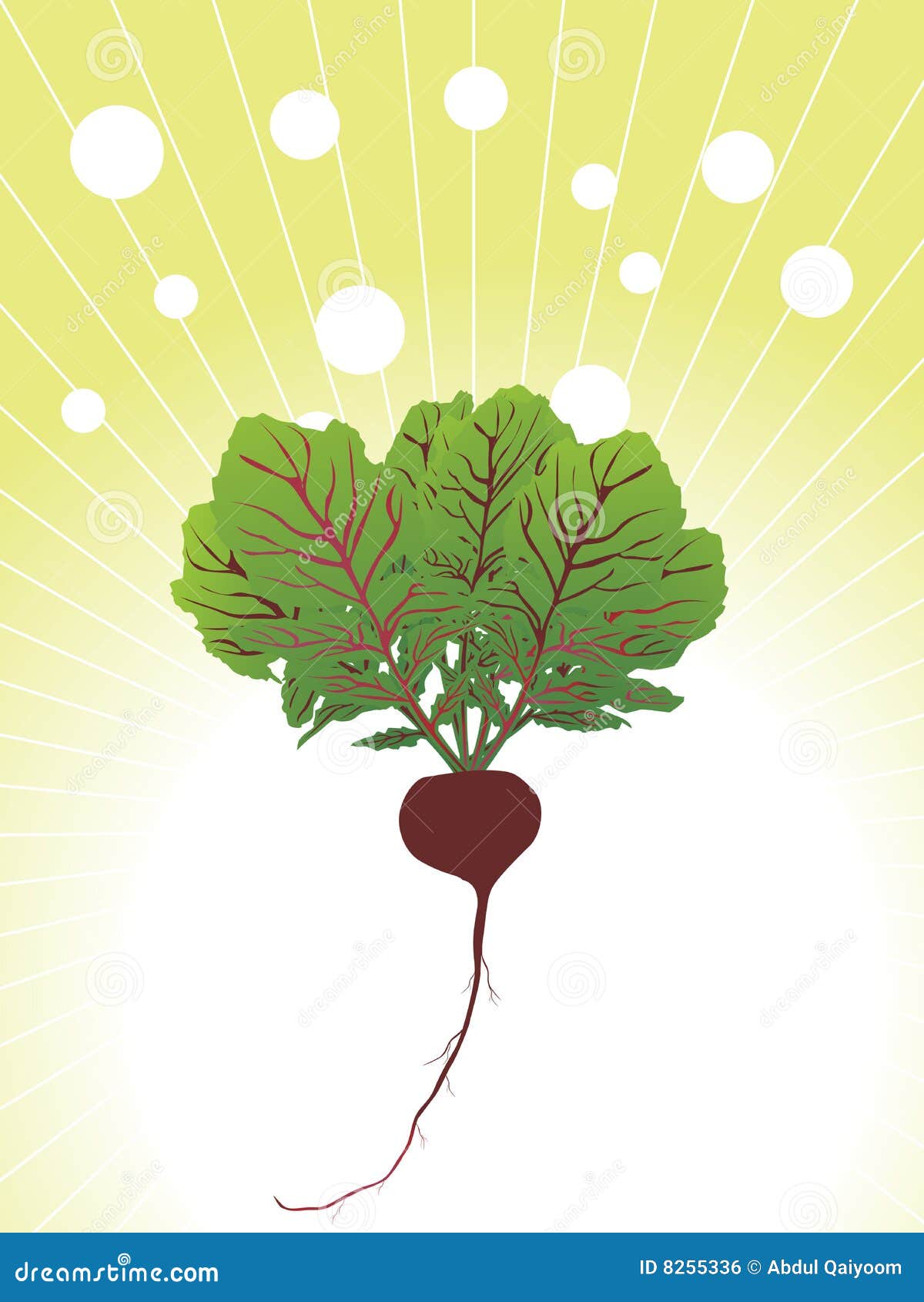 Organic Beetroot Close Up Illustration Stock Illustration ...