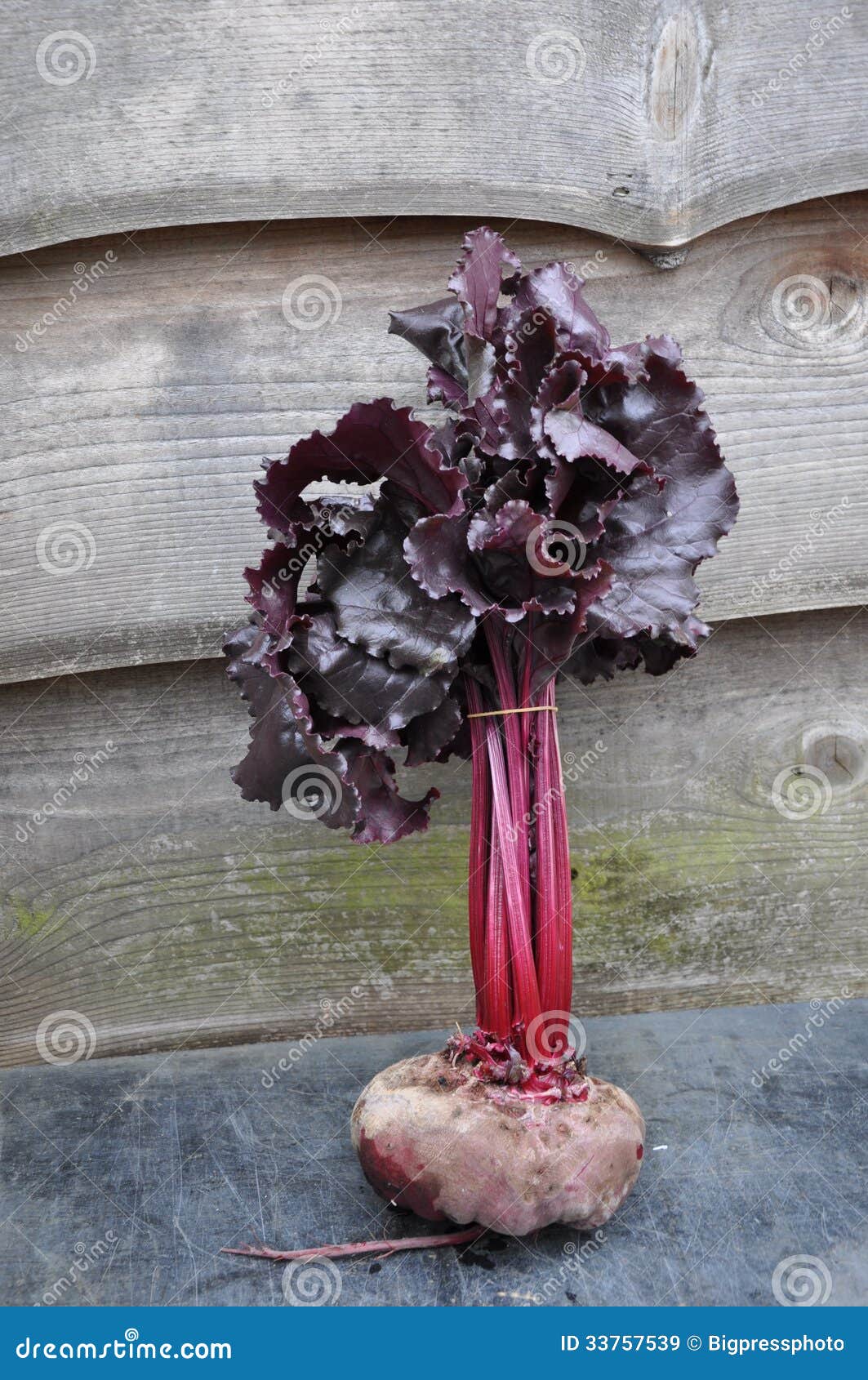 Organic beetroot growing stock image. Image of beetroot - 33757539