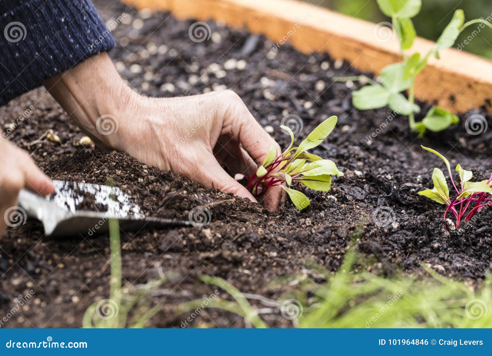 Organic Beetroot Seedlings stock photo. Image of seasonal - 101964846