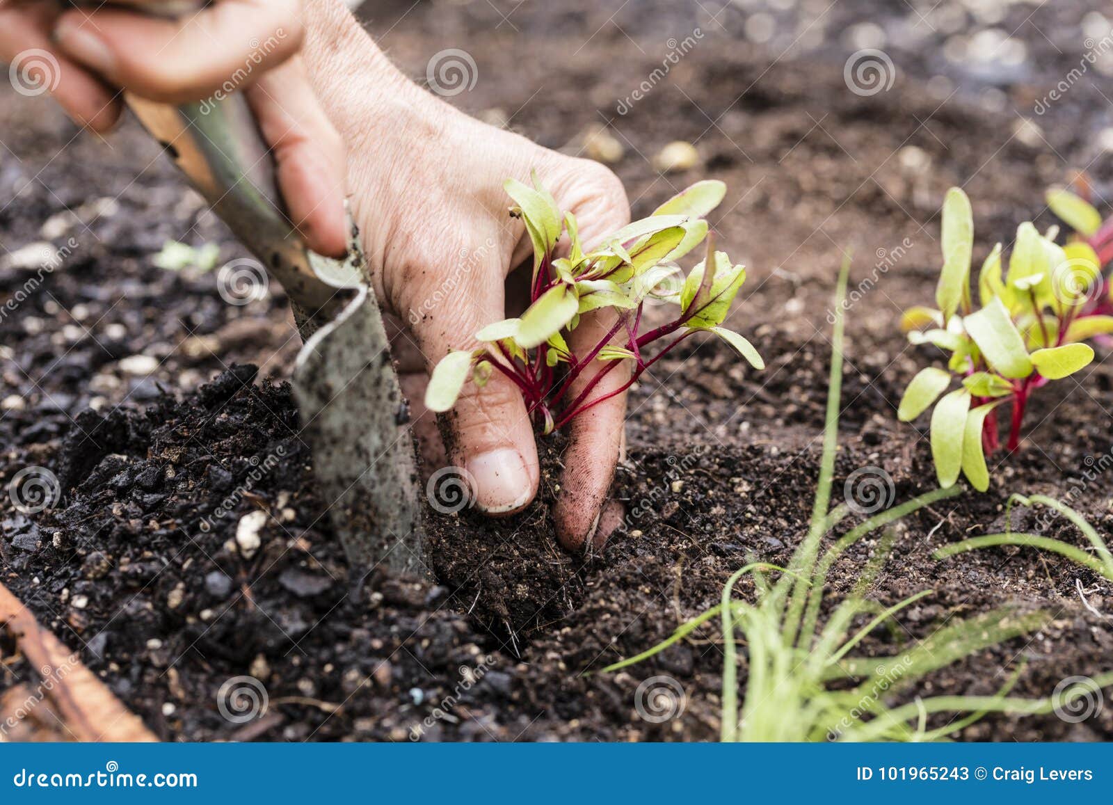 Organic Beetroot Seedlings stock image. Image of beetroot - 101965243