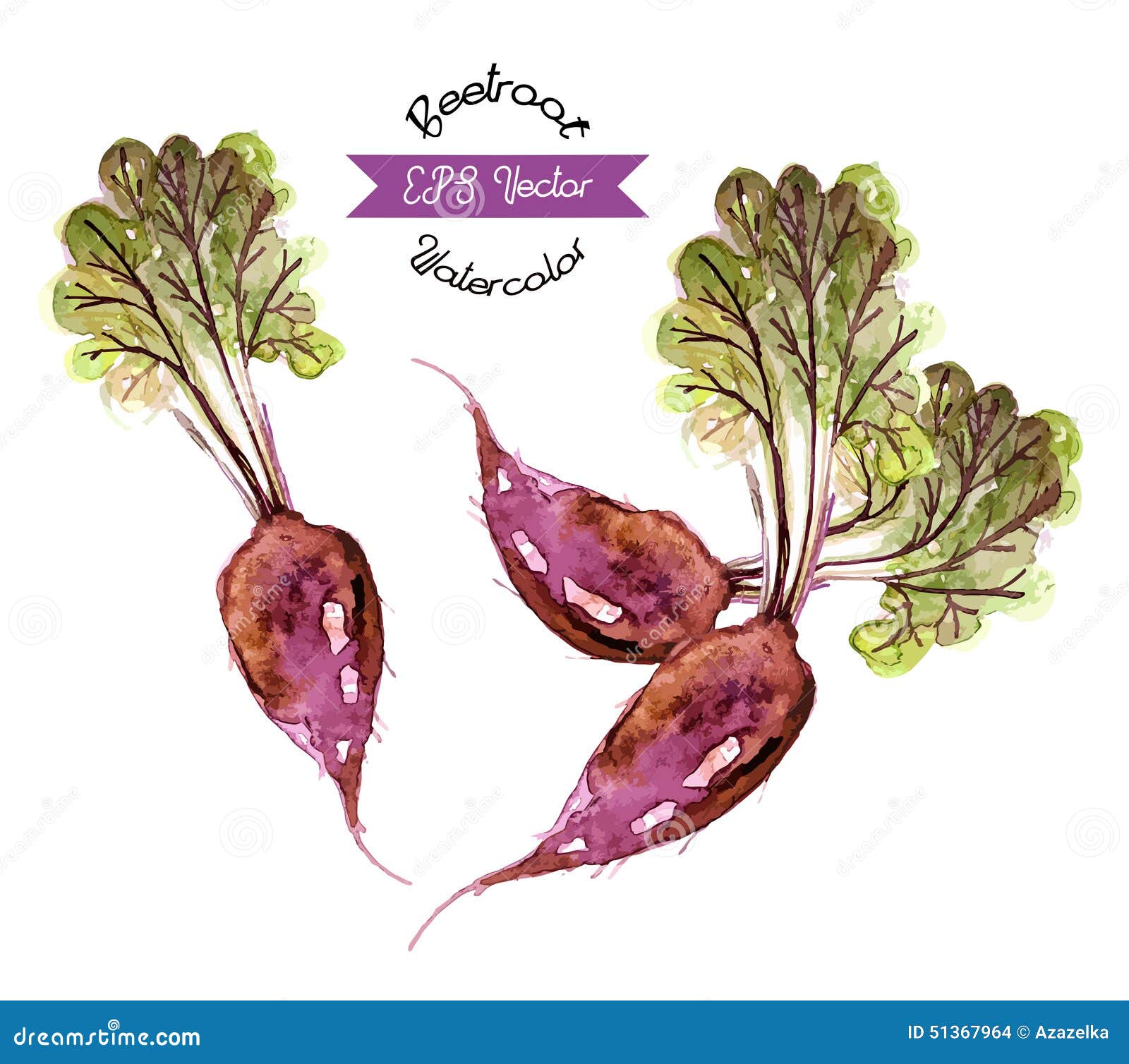 Beetroot, Growth Stages. Animation Of The Development Process. Set Of ...