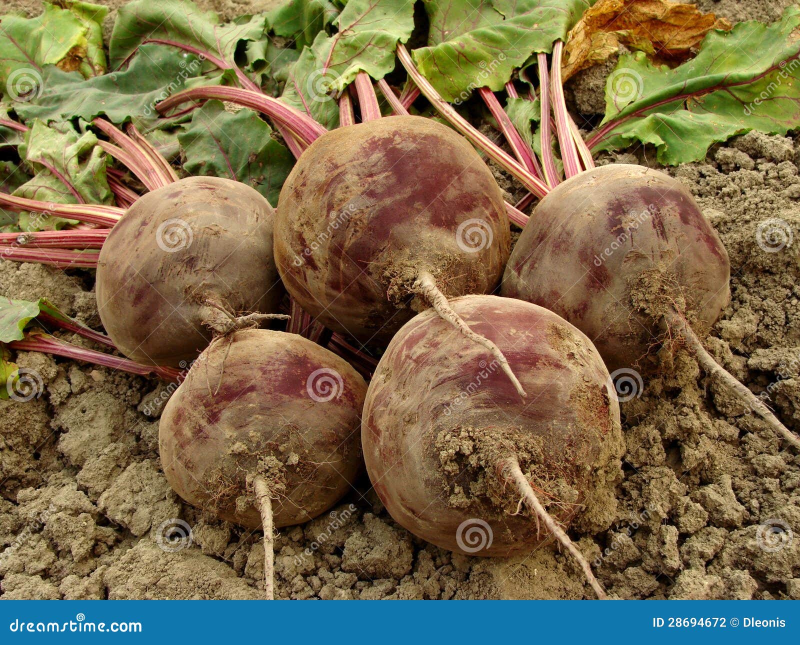 Organic beetroots stock photo. Image of beets, beetroots - 28694672