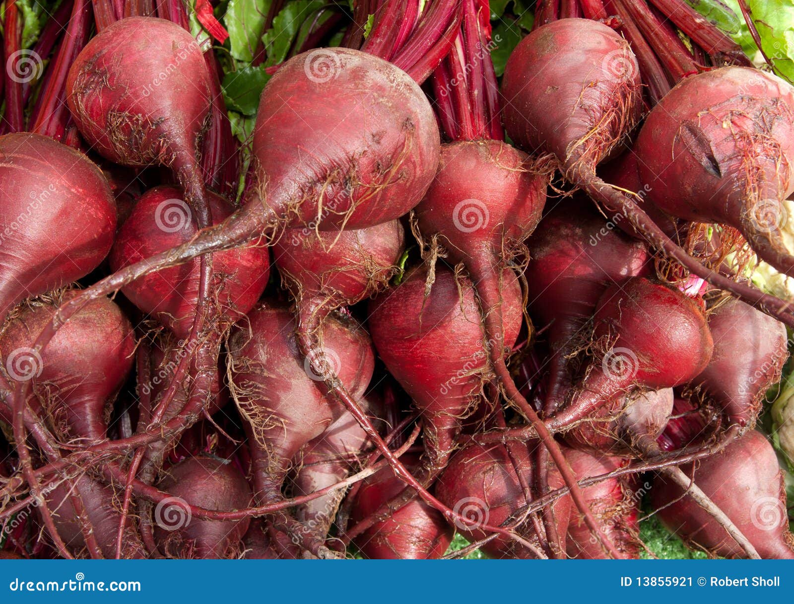 Organic Beets stock image. Image of gourmet, gardening - 13855921