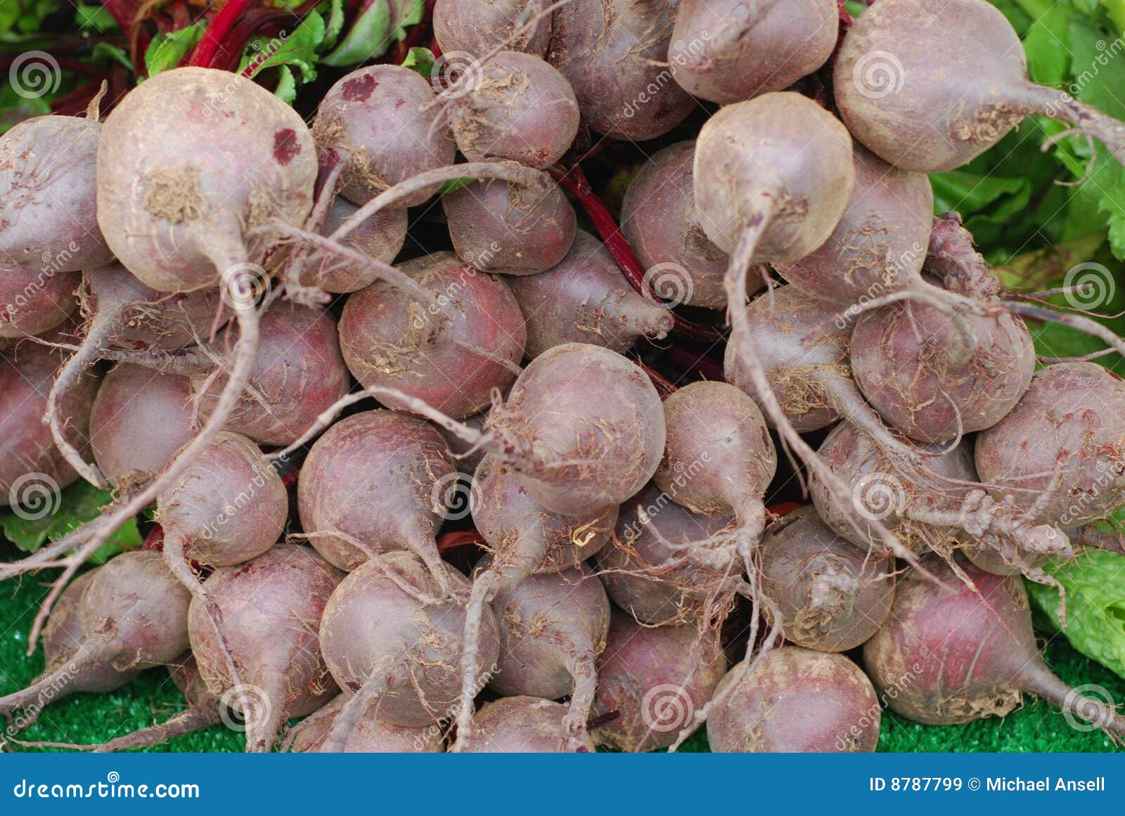Organic Beets stock image. Image of crops, fresh, organic - 8787799