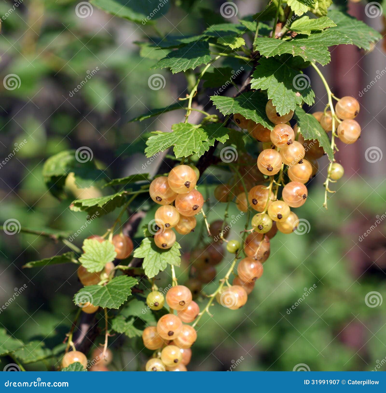 Organic Berries - White Currant Stock Image - Image of fresh, ribes ...