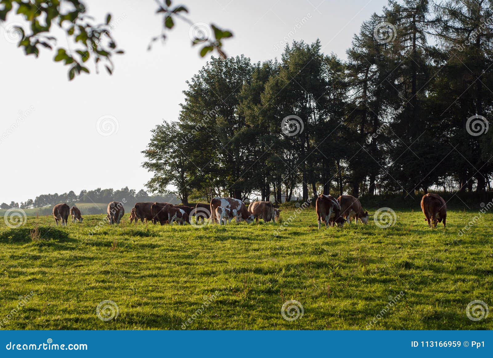 Organic Bio Cows Grazing on Natural Meadow Stock Image - Image of rural ...