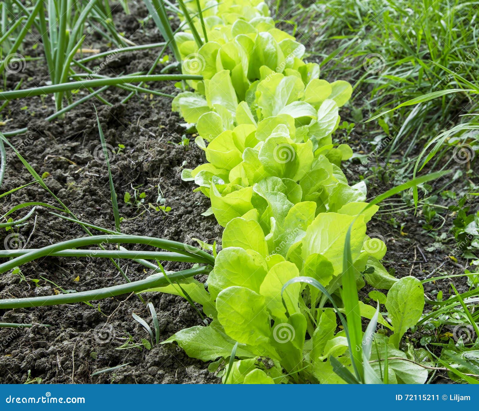Organic Bio Lettuce Row Seedling Growing in the Garden Stock Image ...