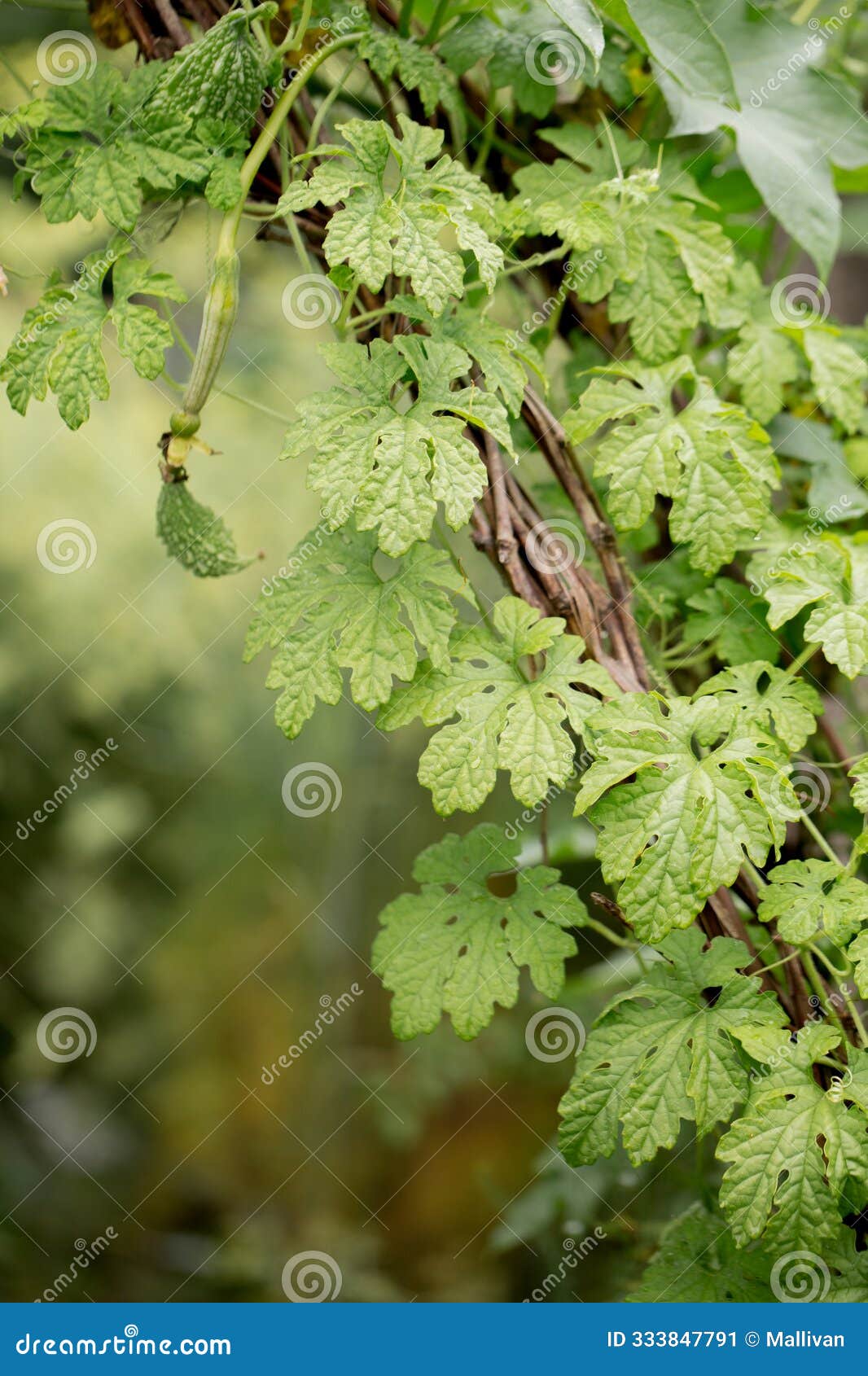 Organic Bitter Gourd, Bitter Melon on a Garden Bed Stock Image - Image ...
