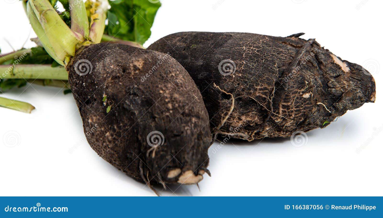 Organic Black Radish Isolated on White Background Stock Photo - Image ...