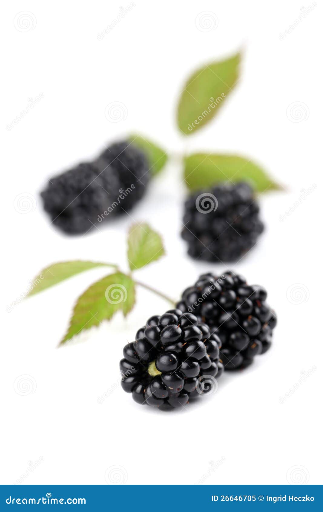 Organic blackberries stock image. Image of freshness - 26646705