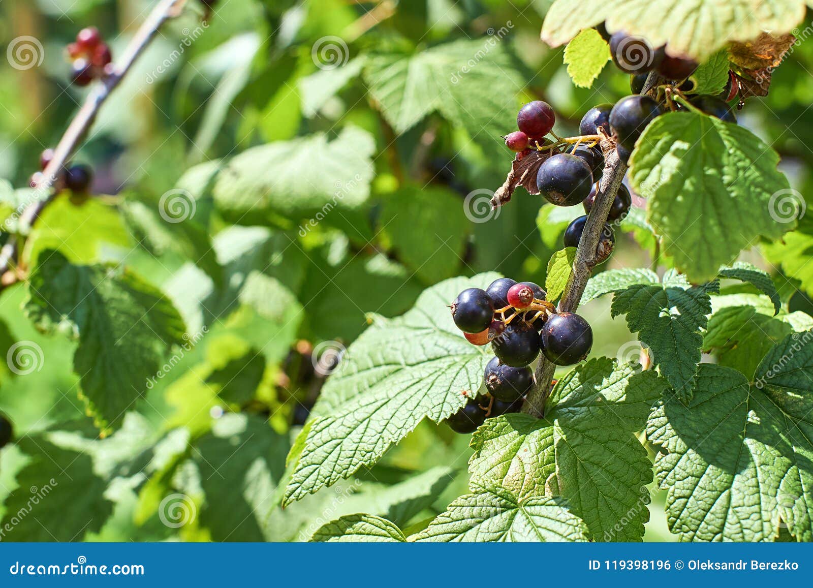 Organic Blackcurrant Berries on a Shrub Stock Photo - Image of food ...