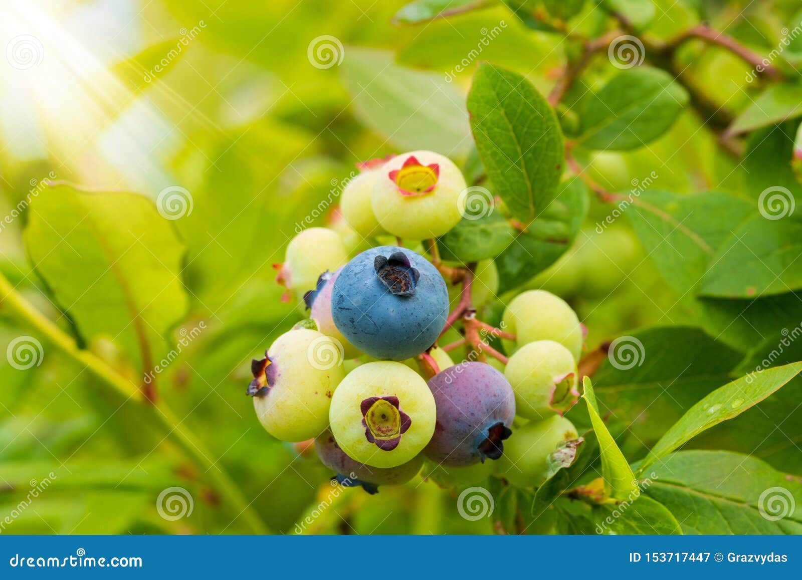 Organic Blueberries on the Ecological Garden Stock Image - Image of ...