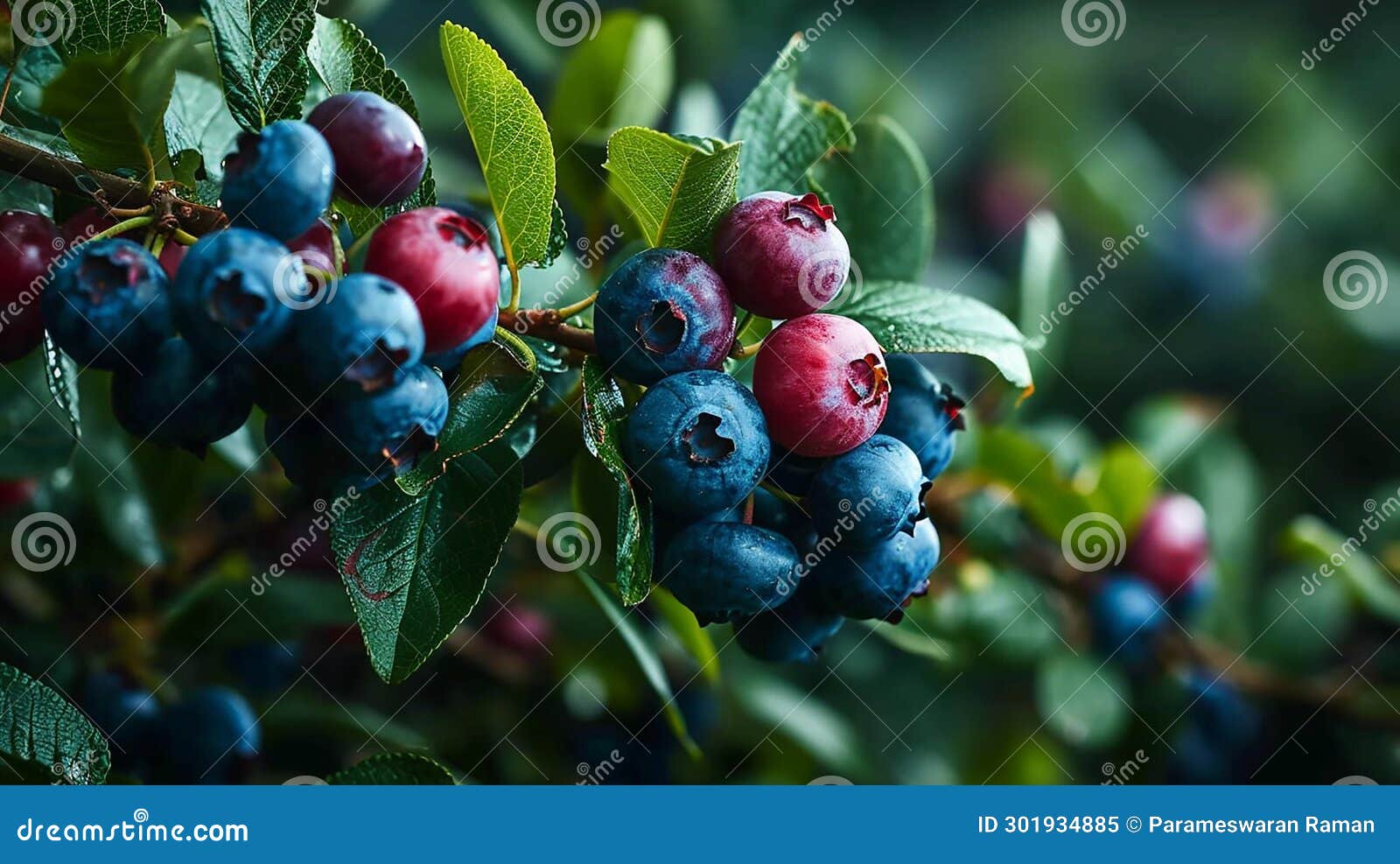 Organic blueberries stock illustration. Illustration of branch - 301934885