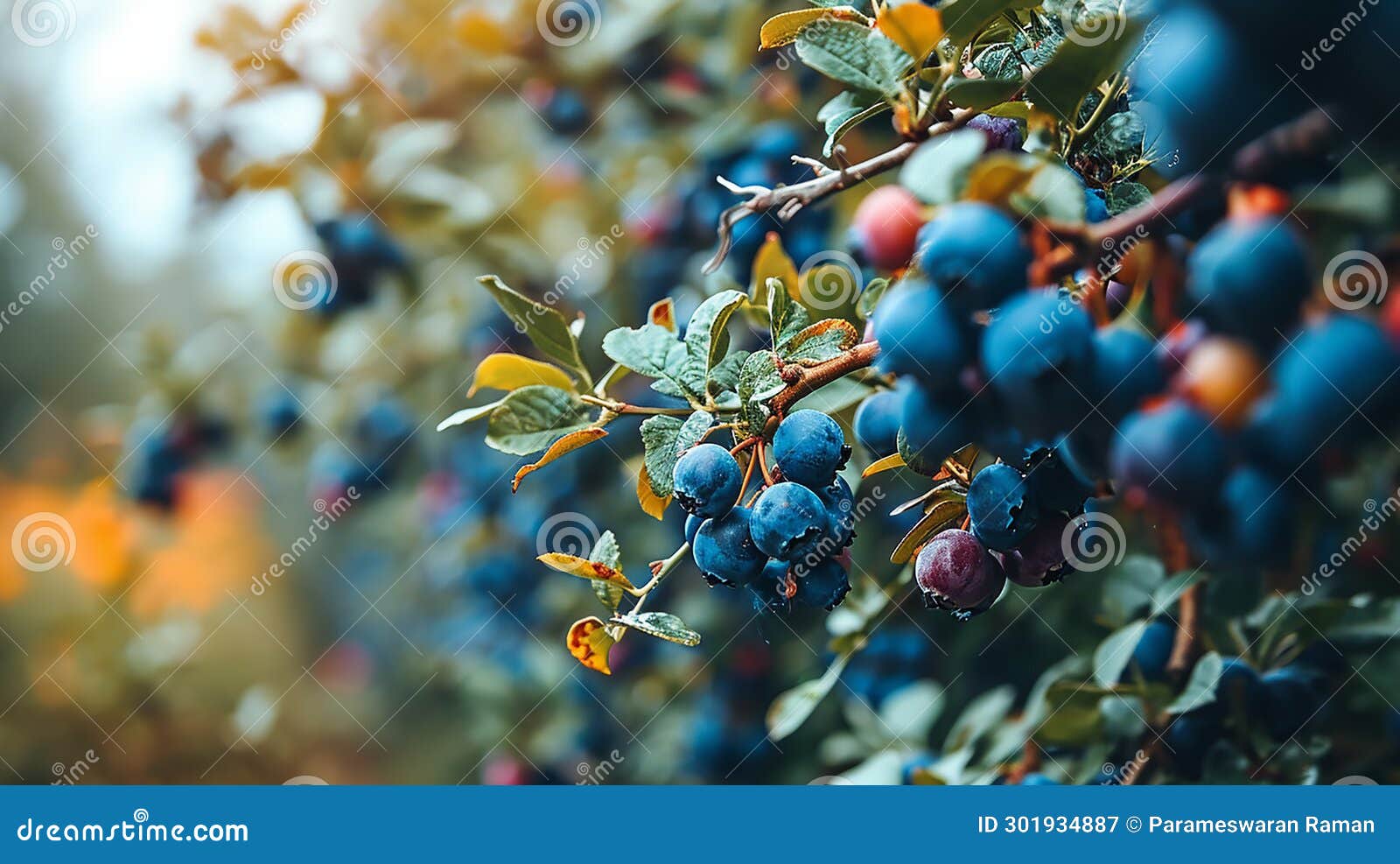 Organic blueberries stock illustration. Illustration of bush - 301934887