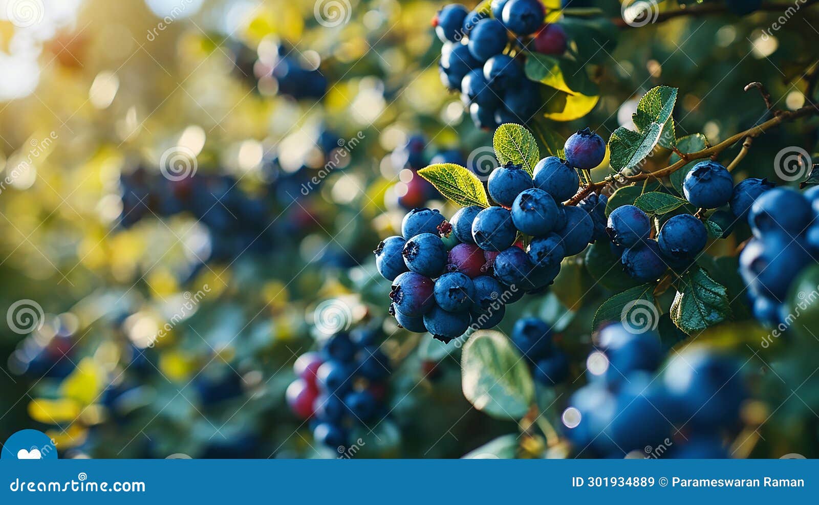 Organic blueberries stock illustration. Illustration of closeup - 301934889