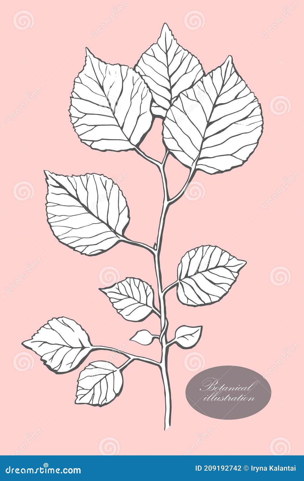 Organic Botanical Design Template. Hand Drawn Vector Twig Illustration ...