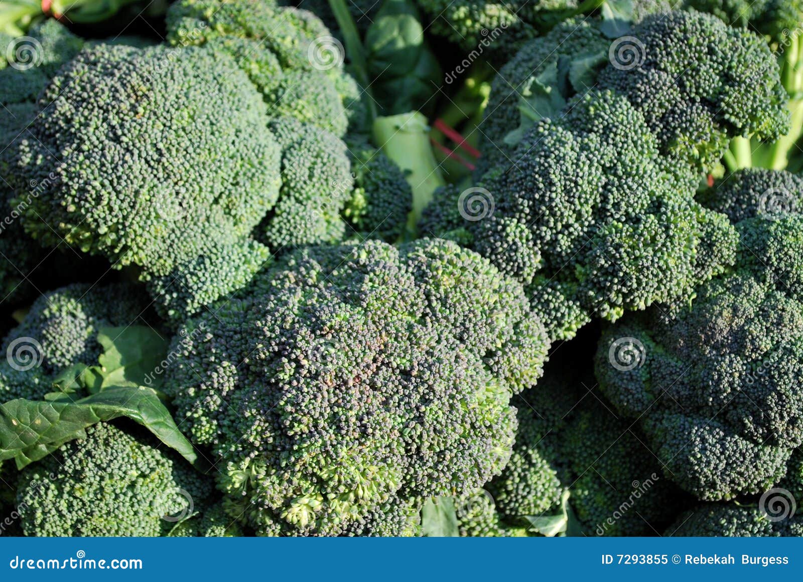 Organic Broccoli stock image. Image of cuisine, health - 7293855