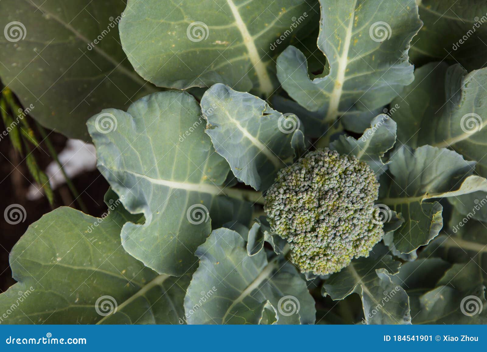 Organic broccoli stock image. Image of organic, broccoli - 184541901
