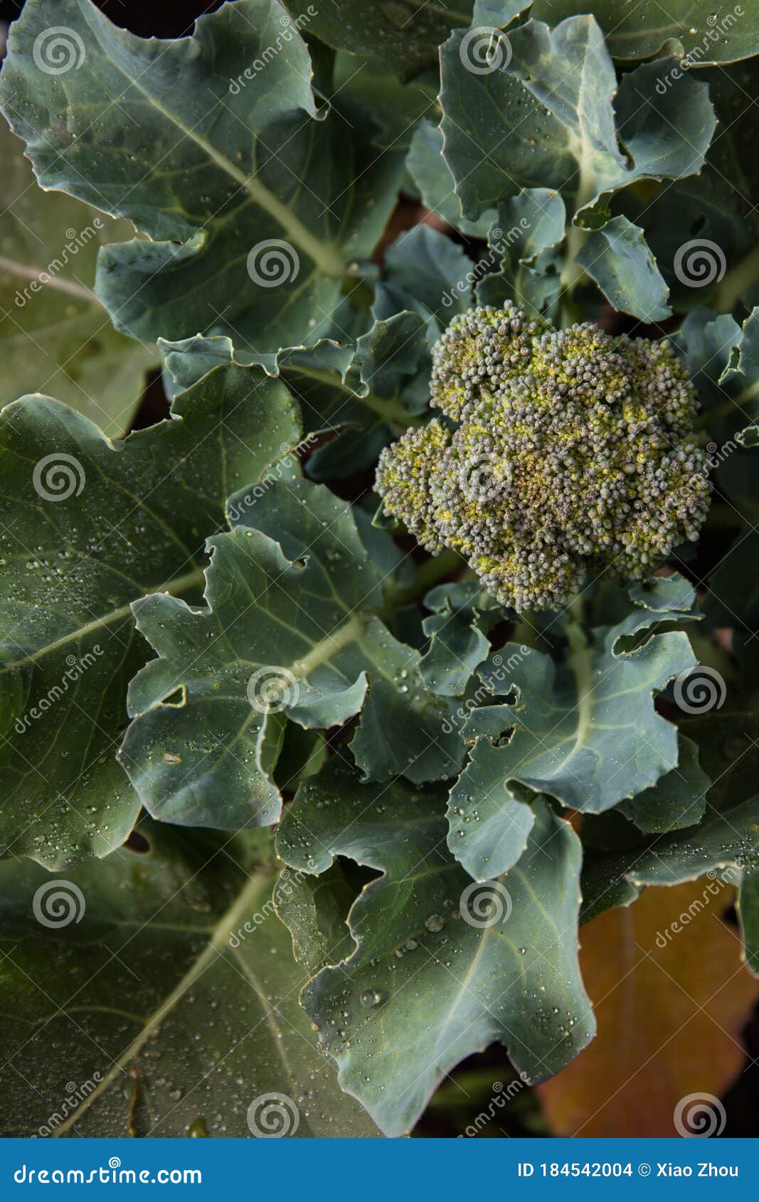 Organic broccoli stock photo. Image of organic, broccoli - 184542004