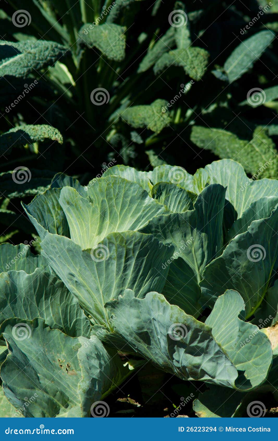 Organic Cabbage stock photo. Image of bell, cooking, delicious - 26223294