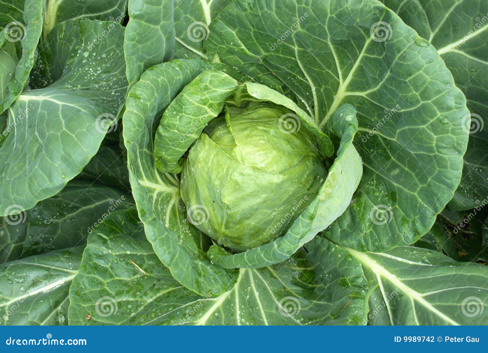Organic cabbage stock photo. Image of vegetable, summer - 9989742