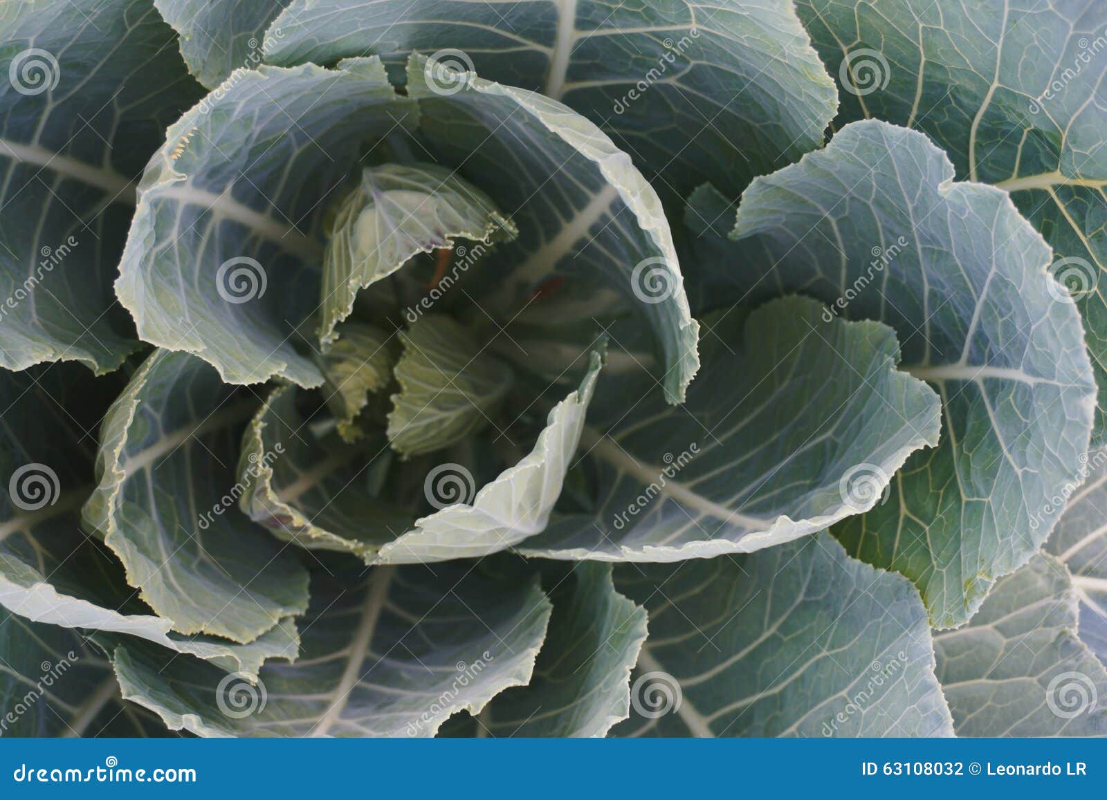 Organic Cabbage close up stock photo. Image of consumer - 63108032