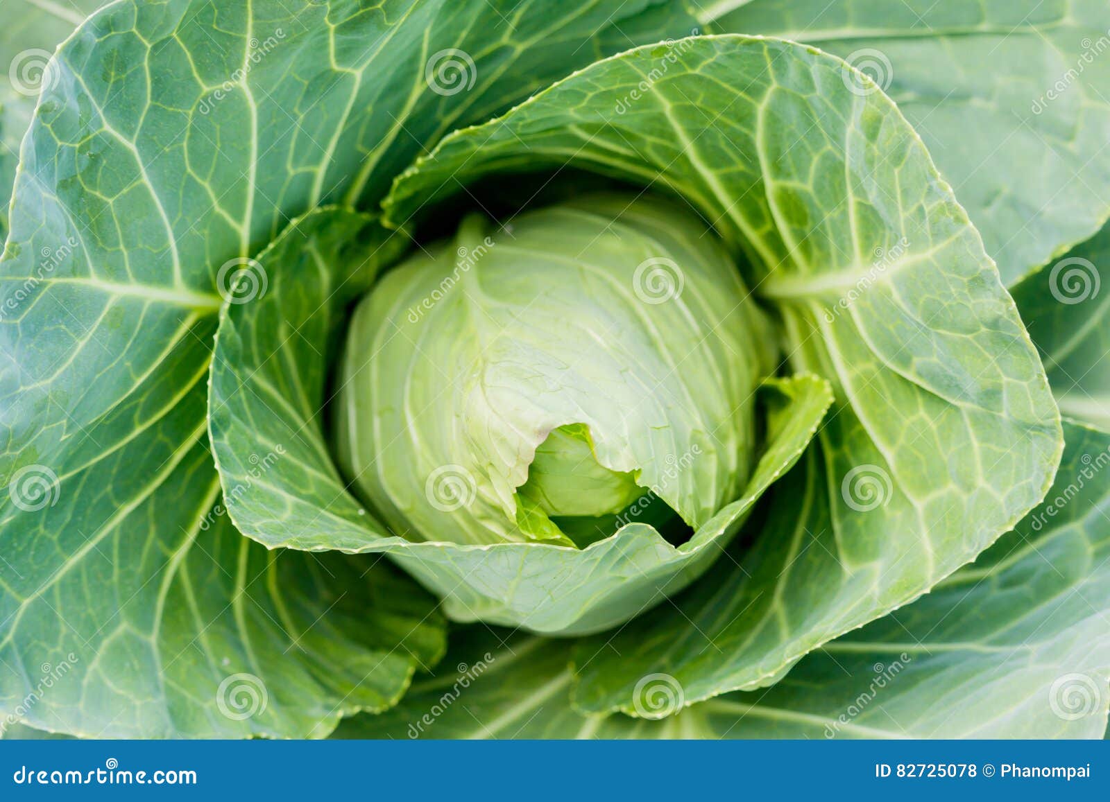 Organic Cabbage. Fresh Green Head of Cabbage on the Field. Stock Photo ...