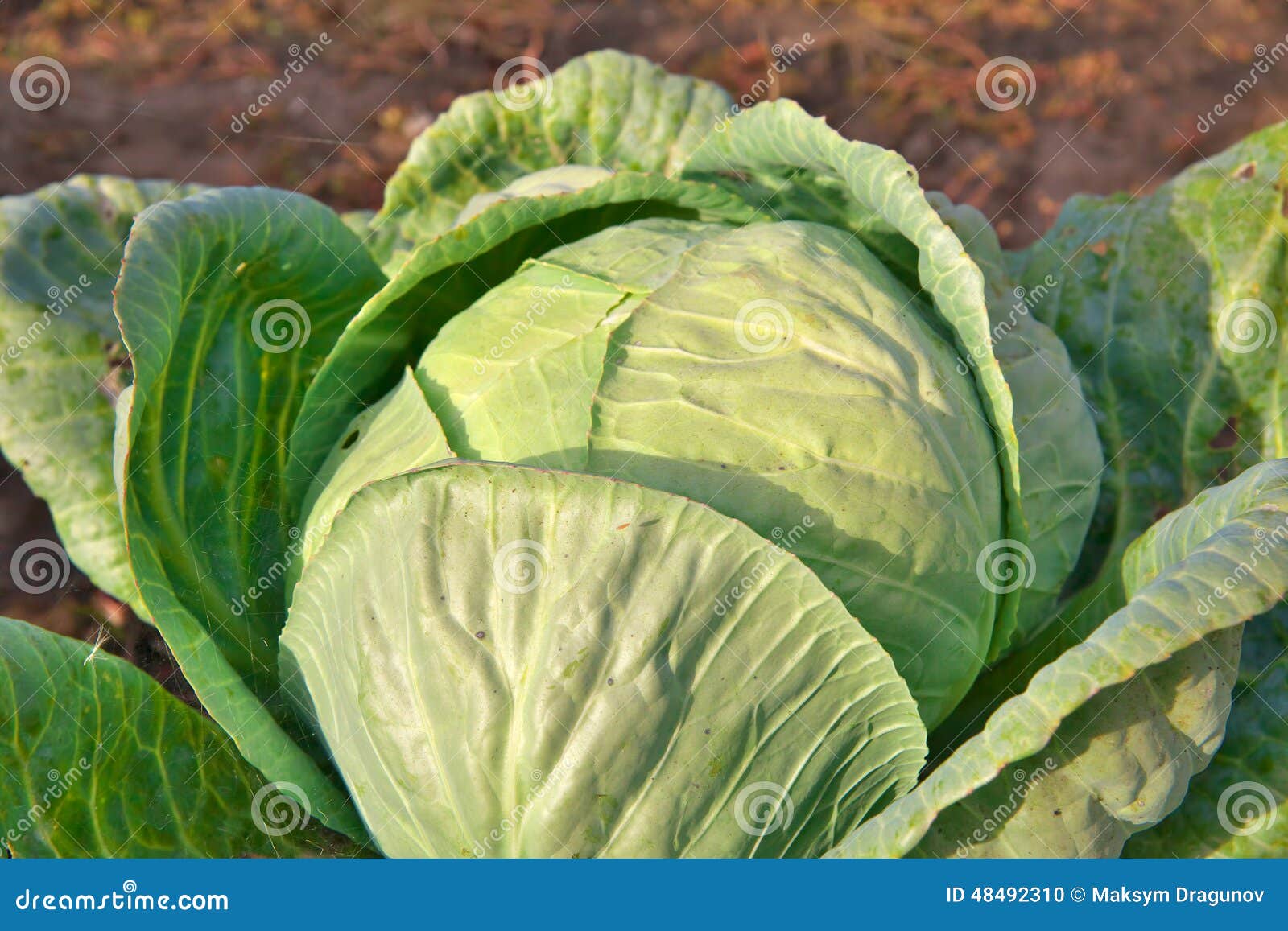 Organic cabbage stock photo. Image of homegrown, fresh - 48492310