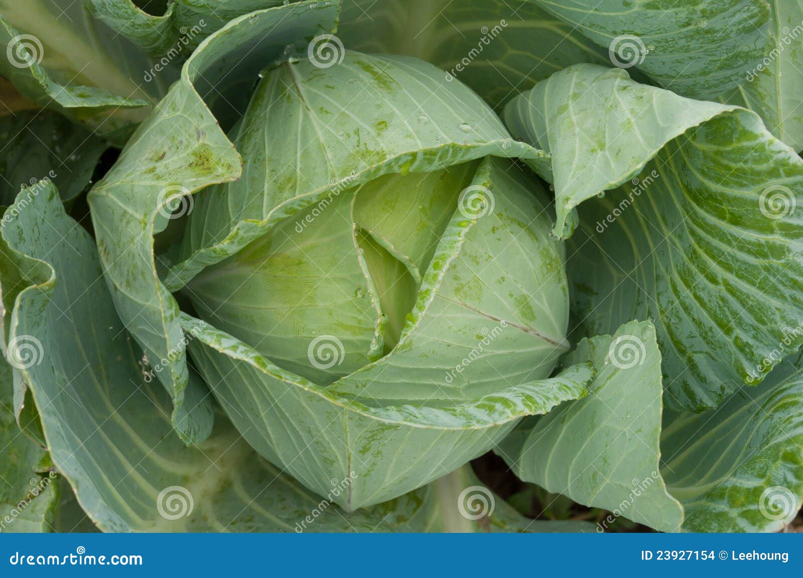 Organic Cabbage for Healthy Life Stock Photo - Image of nutrition ...