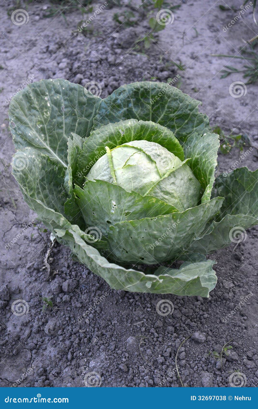 Organic cabbage stock photo. Image of crop, garden, cabbage - 32697038
