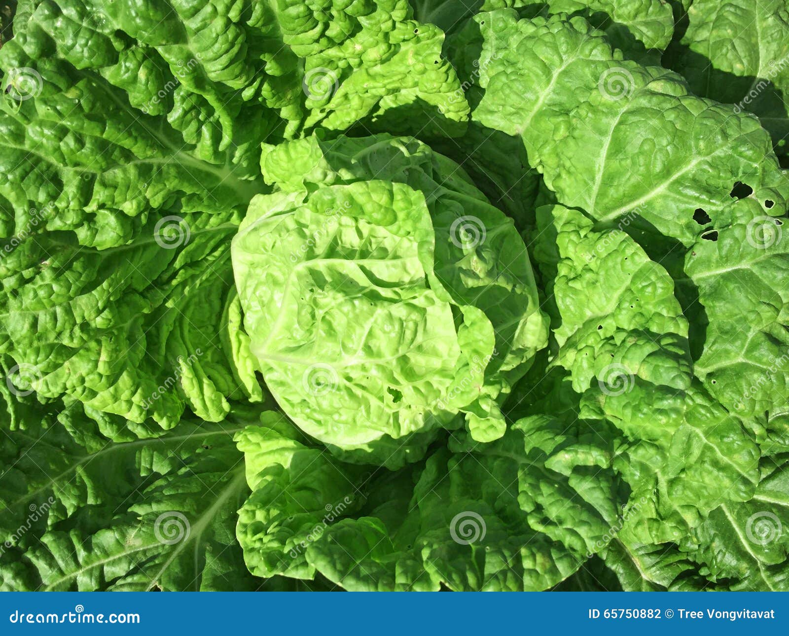 Organic Cabbage plant stock photo. Image of plant, salad - 65750882