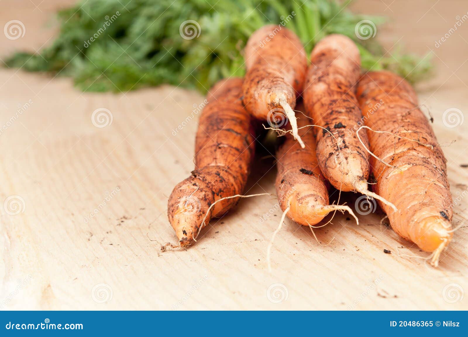 Organic carrot bunch stock image. Image of wood, carrot - 20486365