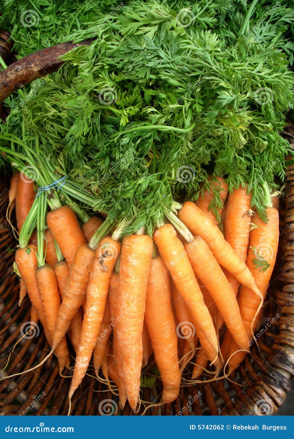 Organic Carrots stock photo. Image of farm, industry, farmer - 5742062