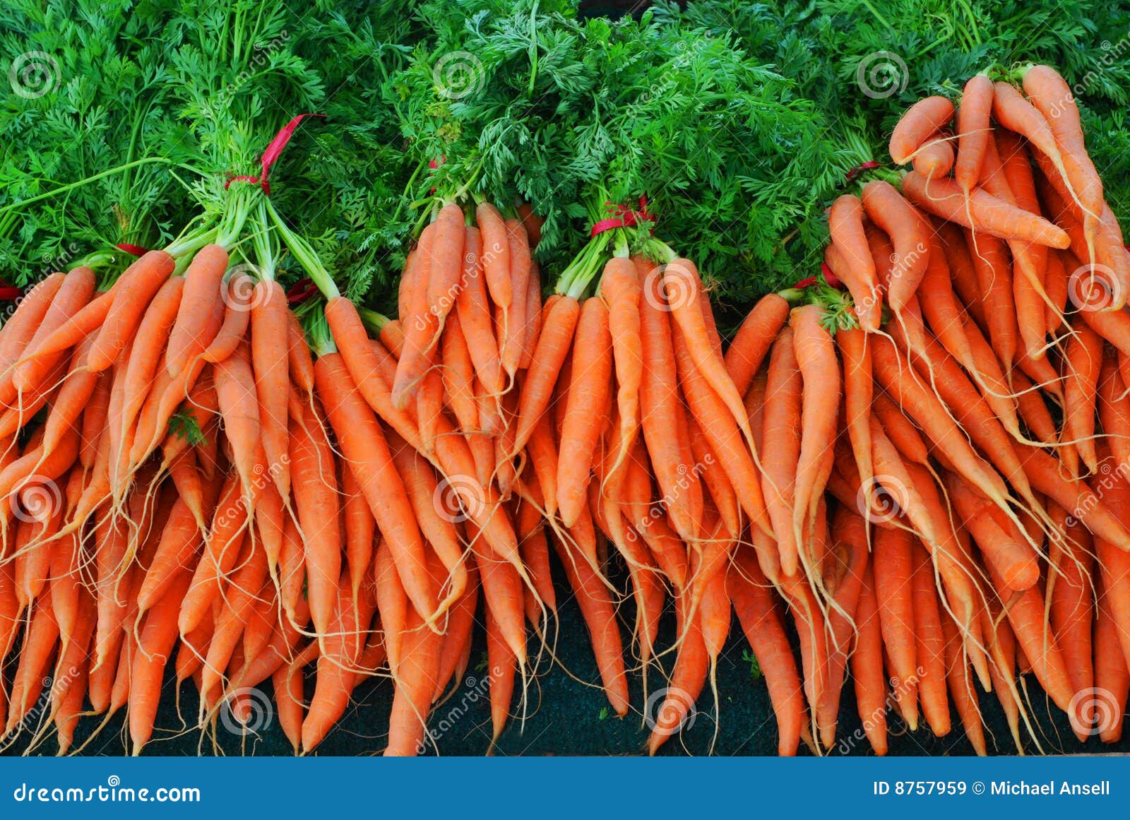 Organic Carrots stock image. Image of food, farmers, crops - 8757959