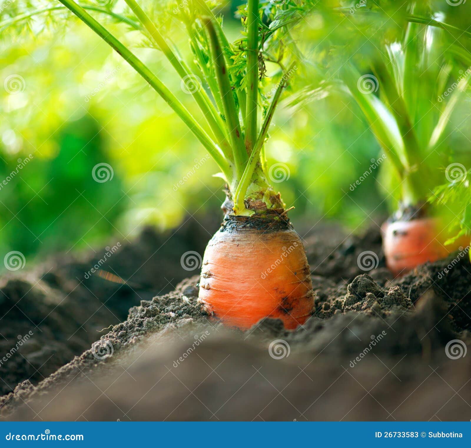Organic Carrots. Carrot Growing Stock Image - Image of growing, carrot ...